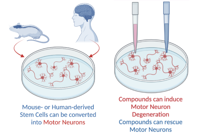 Motor Neurons in a Dish: The Scientific Breakthrough that Fundamentally ...